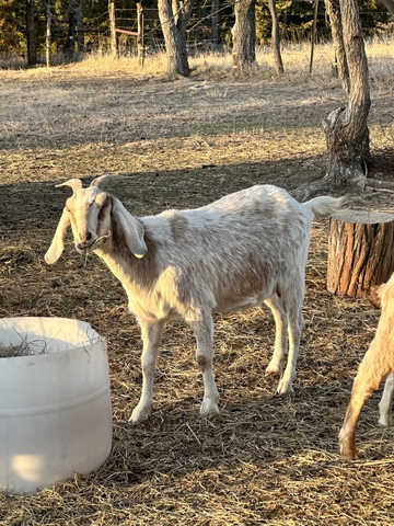 Spanish/Kiko does - Nex-Tech Classifieds