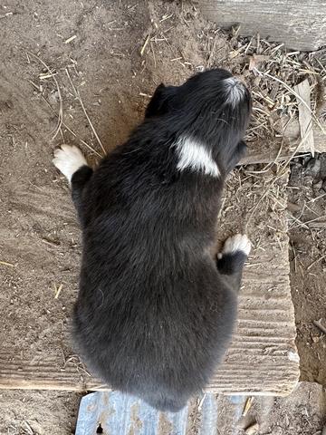 ABCA registered Border Collie puppies - Nex-Tech Classifieds