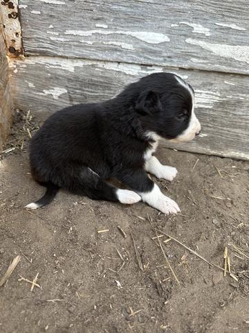 ABCA registered Border Collie puppies - Nex-Tech Classifieds