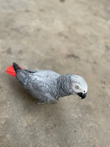 african grey parrot - Nex-Tech Classifieds