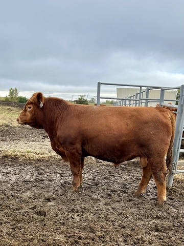 Red Angus and Red Angus/Simmental cross bulls - Nex-Tech Classifieds
