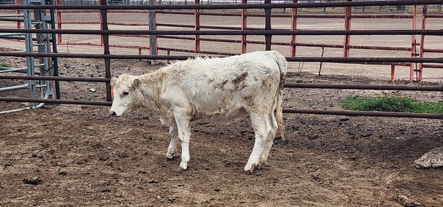 Bucket Calves - Nex-Tech Classifieds
