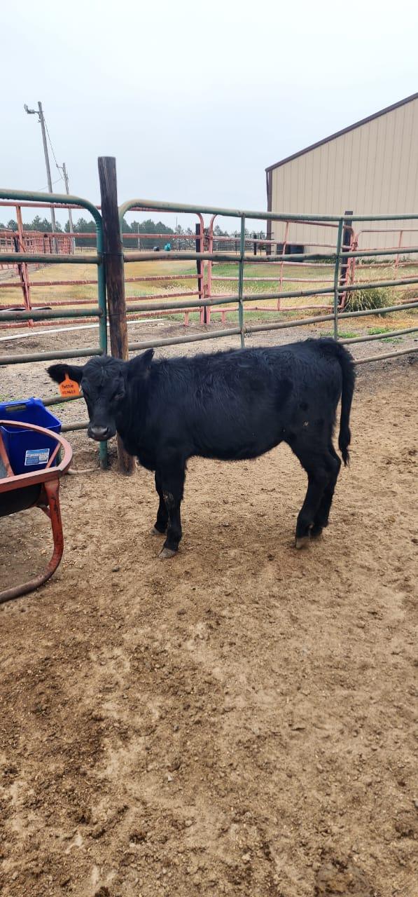 Bucket Calves - Nex-Tech Classifieds