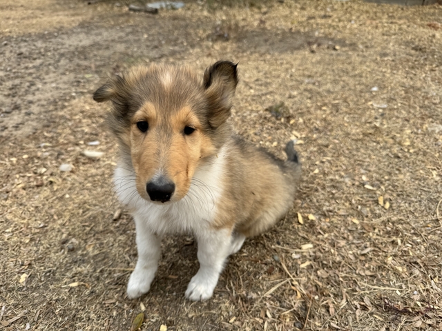 AKC female rough collie price reduced! - Nex-Tech Classifieds