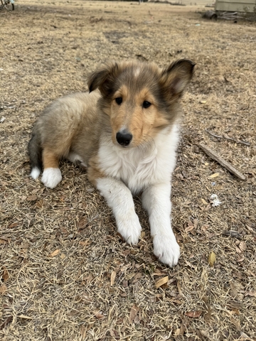 AKC female rough collie price reduced! - Nex-Tech Classifieds