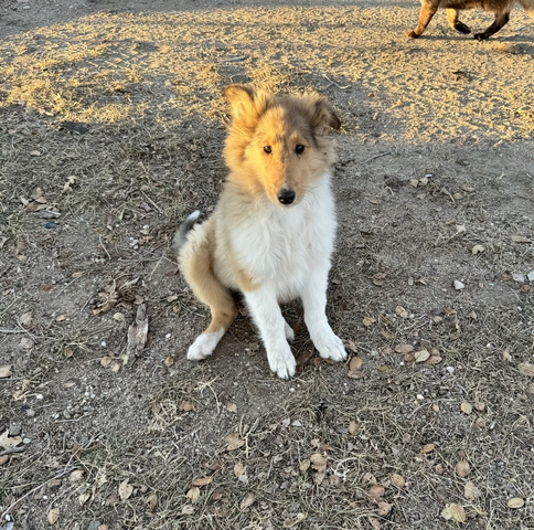 AKC female rough collie price reduced! - Nex-Tech Classifieds