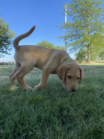 AKC Labrador-Lab retrievers - Nex-Tech Classifieds