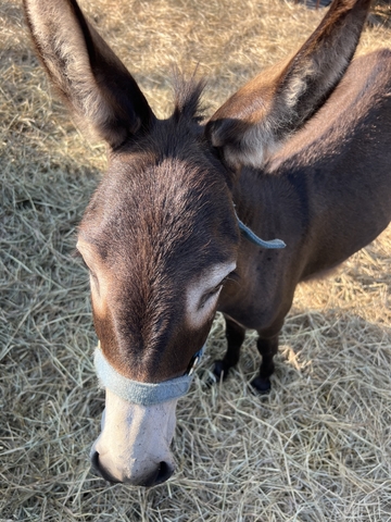 Mini Donkey - Nex-Tech Classifieds