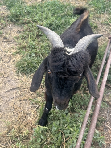 Boer Mix Billy Goats - Nex-Tech Classifieds