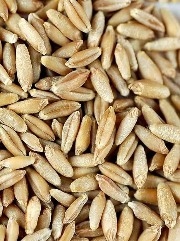 VNS Triticale and Triticale/Rye/Wheat Mix - Nex-Tech Classifieds