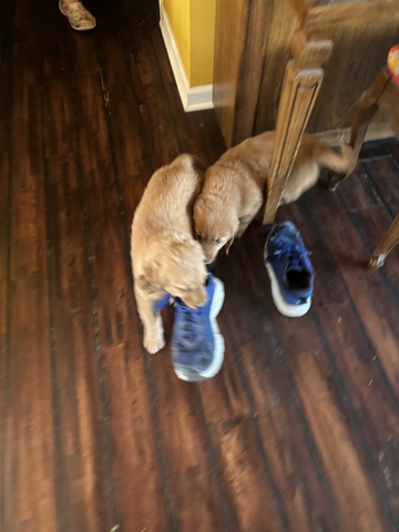 Golden retriever - Nex-Tech Classifieds