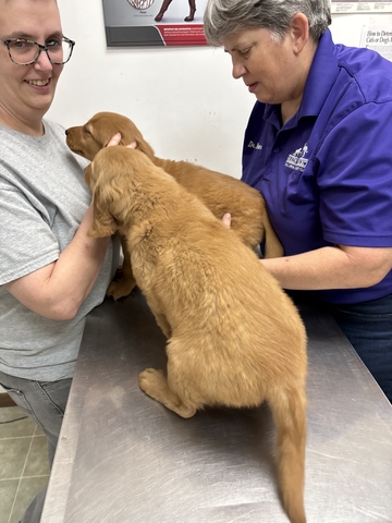 Golden retriever - Nex-Tech Classifieds
