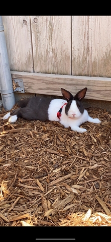 Bunny - Nex-Tech Classifieds