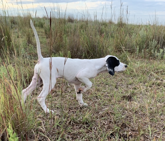 English Pointer Pups - Nex-Tech Classifieds