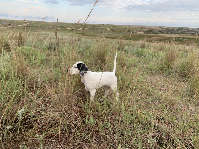 English Pointer Pups - Nex-Tech Classifieds