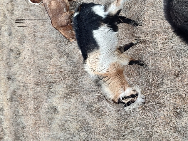 Spanish/Kiko billy - Nex-Tech Classifieds