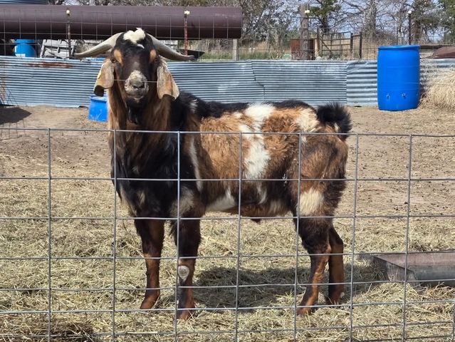Boer X buck - Nex-Tech Classifieds