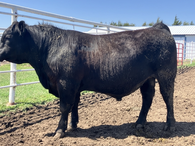 Registered Angus Bulls - Nex-Tech Classifieds