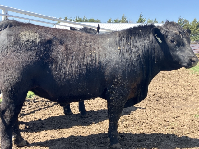 Registered Angus Bulls - Nex-Tech Classifieds