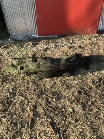 Registered Angus Calf - Nex-Tech Classifieds