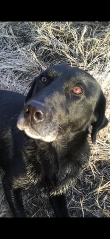 AKC Pointing Lab Stud - Nex-Tech Classifieds