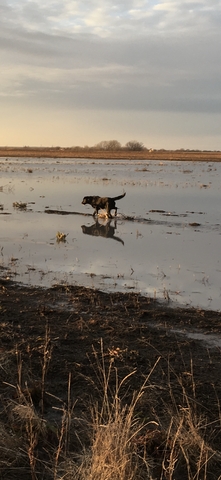 AKC Pointing Lab Stud - Nex-Tech Classifieds