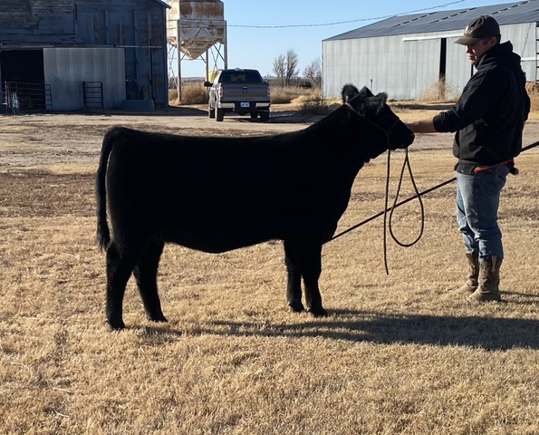 Angus show heifers and replacements - Nex-Tech Classifieds