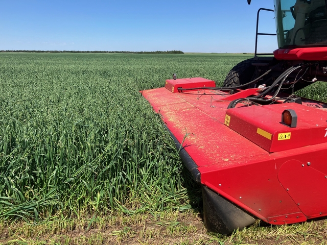 2025 New Crop Goliath Oat Hay - Nex-Tech Classifieds