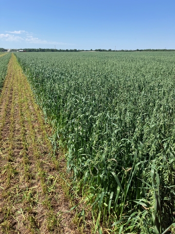 2025 New Crop Goliath Oat Hay - Nex-Tech Classifieds