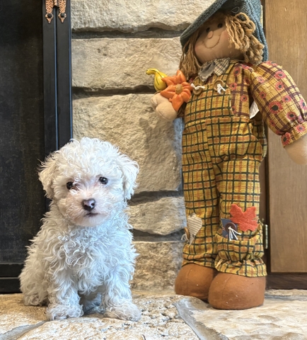 Bichon Frise AKC - Nex-Tech Classifieds