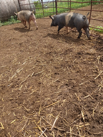 Fat hogs - Nex-Tech Classifieds