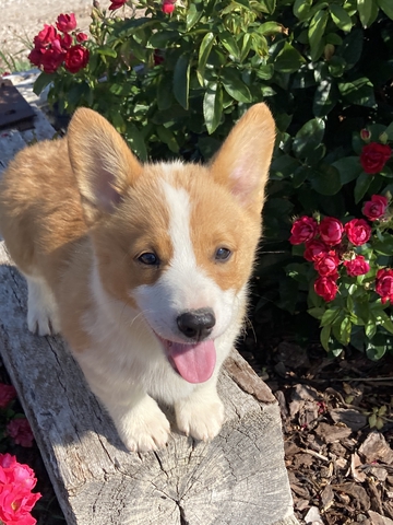 AKC Pembroke Welsh Corgi Puppies - Nex-Tech Classifieds