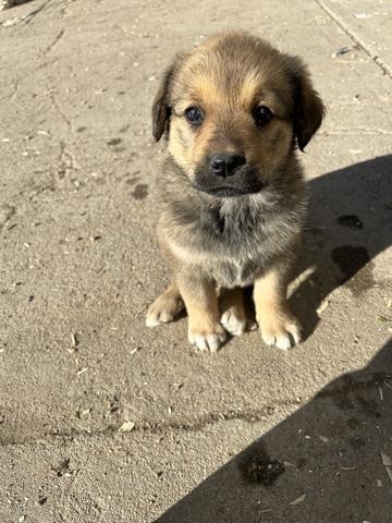 Farm/livestock guardian - Nex-Tech Classifieds