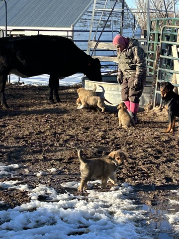 Farm/livestock guardian - Nex-Tech Classifieds