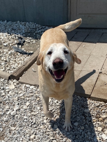Lost Yellow Lab - Nex-Tech Classifieds