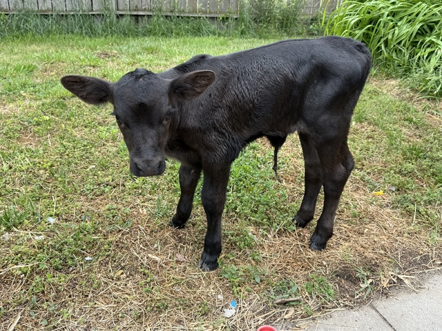 Simangus Heifer Calf - Nex-Tech Classifieds