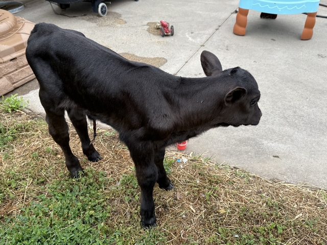 Simangus Heifer Calf - Nex-Tech Classifieds