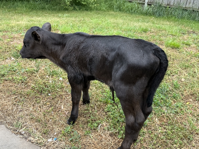 Simangus Heifer Calf - Nex-Tech Classifieds