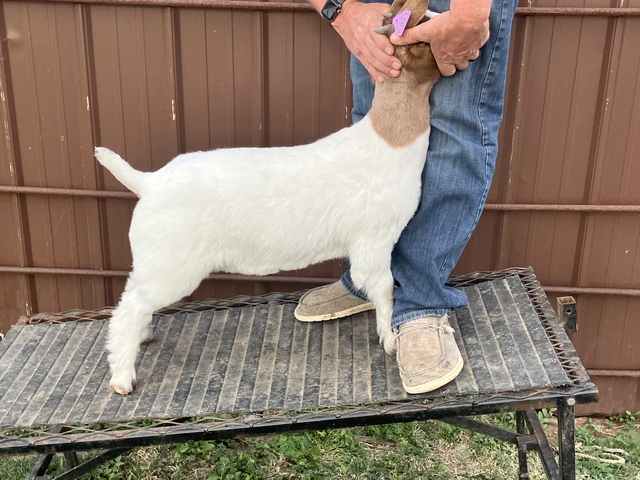 Show Goats for Sale - Nex-Tech Classifieds