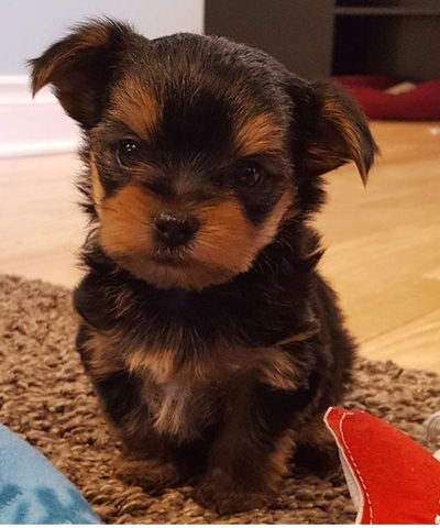 Super AKC Yorkie - Nex-Tech Classifieds