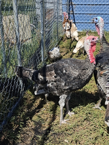 Tom Turkeys - Nex-Tech Classifieds