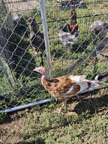 Tom Turkeys - Nex-Tech Classifieds