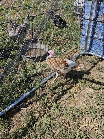 Tom Turkeys - Nex-Tech Classifieds