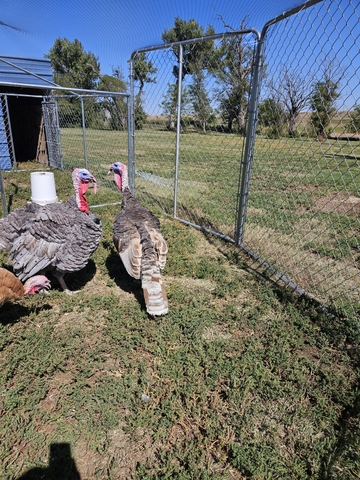 Tom Turkeys - Nex-Tech Classifieds