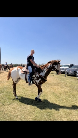 Registered Paint Mare - Nex-Tech Classifieds