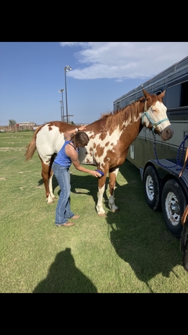 Registered Paint Mare - Nex-Tech Classifieds