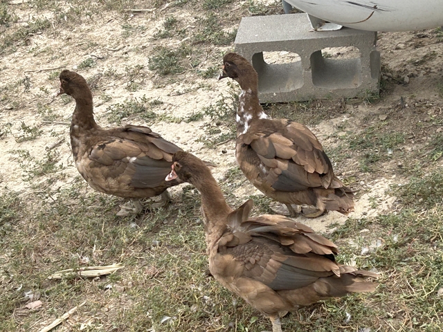 Chocolate Muscovy - Nex-Tech Classifieds