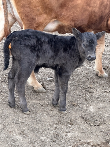 big ol heifer calf - Nex-Tech Classifieds