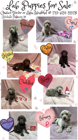 Lab Puppies - Nex-Tech Classifieds