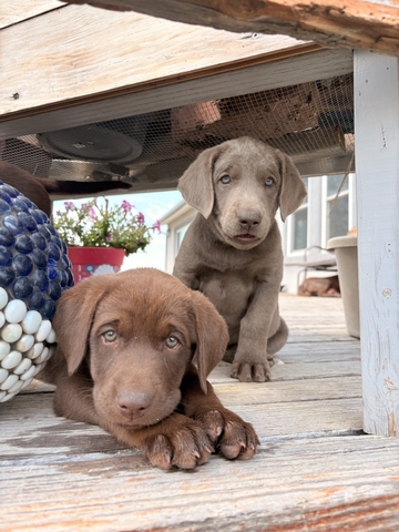 Silver, White, & Chocolate Lab Puppies - Nex-Tech Classifieds